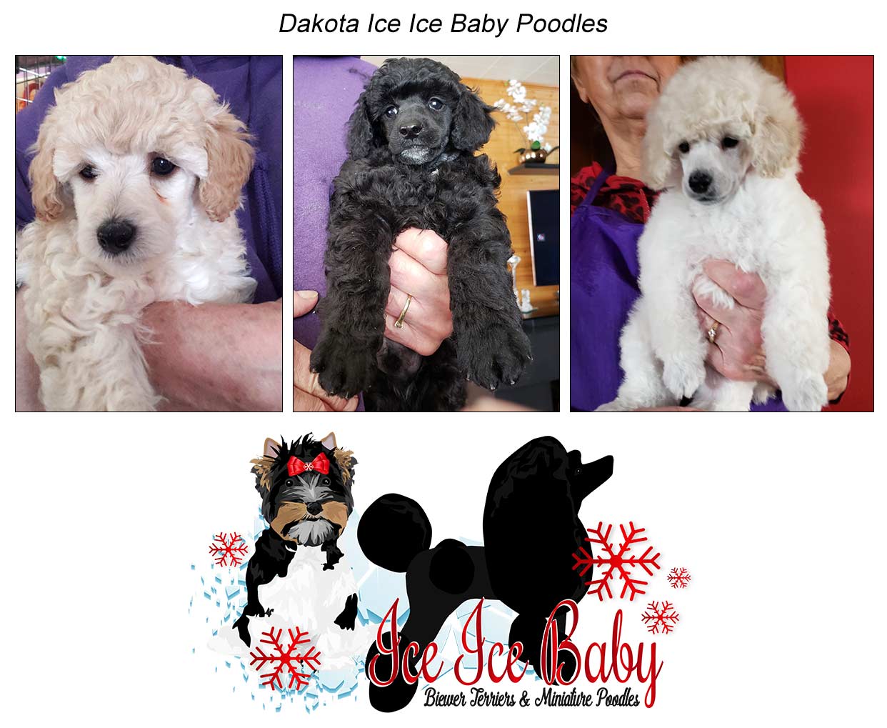 Poodle Breeders - Standard, Miniature and Toy Poodle puppies