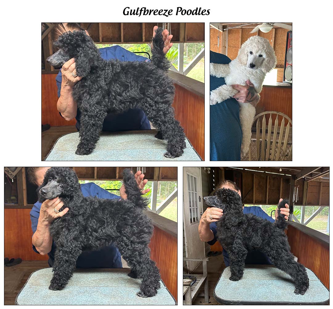 Poodle Breeders - Standard, Miniature and Toy Poodle puppies